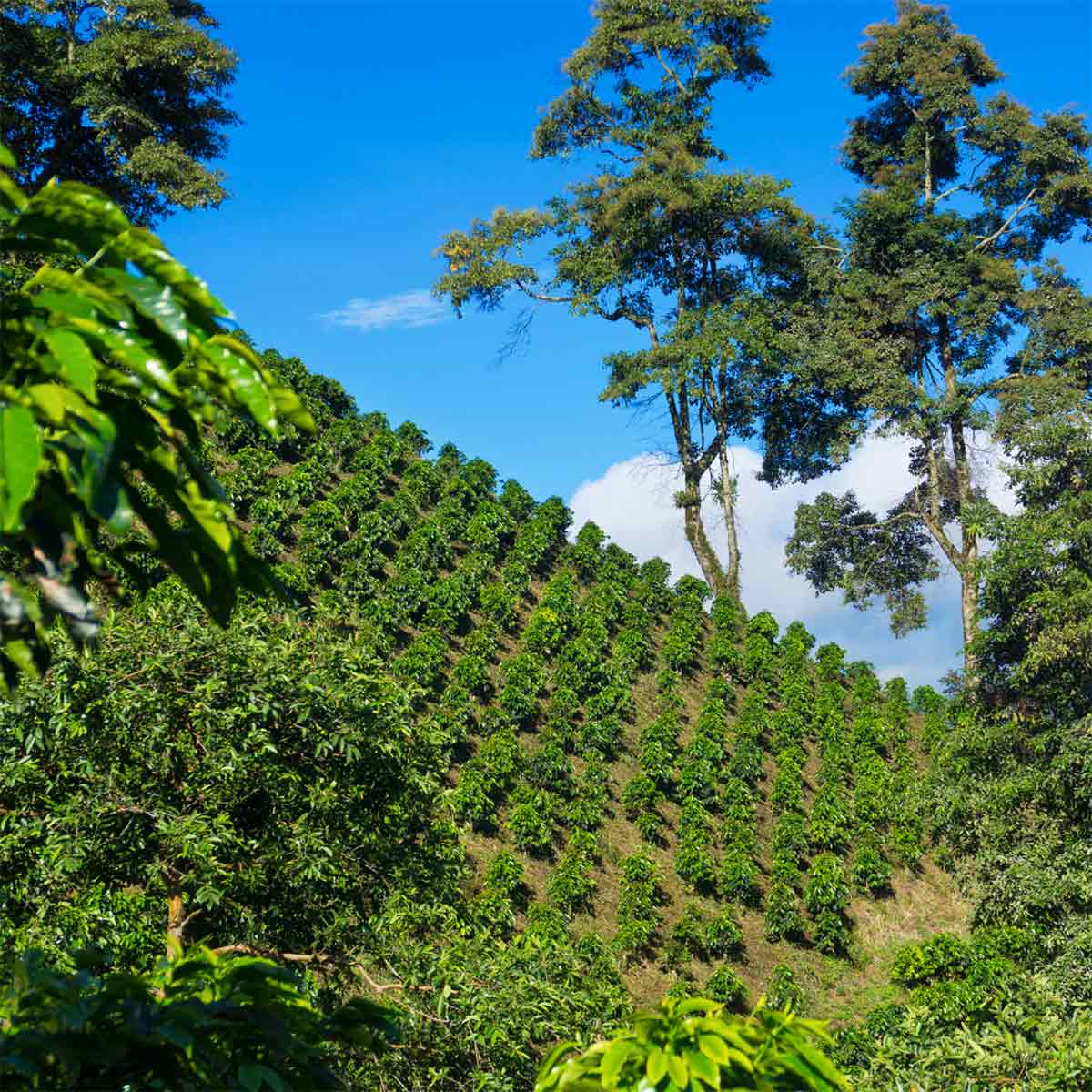 Ferns Coffee Blends — 2468 | Making Breaks Matter | Ireland & UK